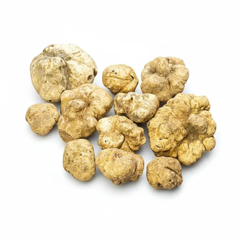 Fresh White Truffle - Tuber Magnatum (Big size) | Terra Ross