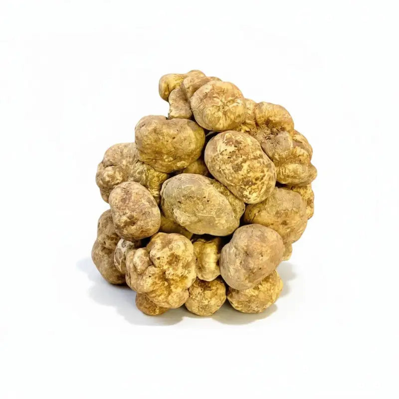Fresh White Truffle - Tuber Magnatum (Medium size) | Terra Ross